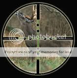 Deer In Scope Pictures, Images & Photos | Photobucket