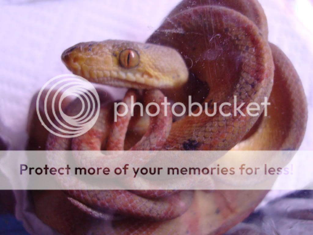 my new cooks tree boa or amazon tree boa? (pics) | Reptile Forums