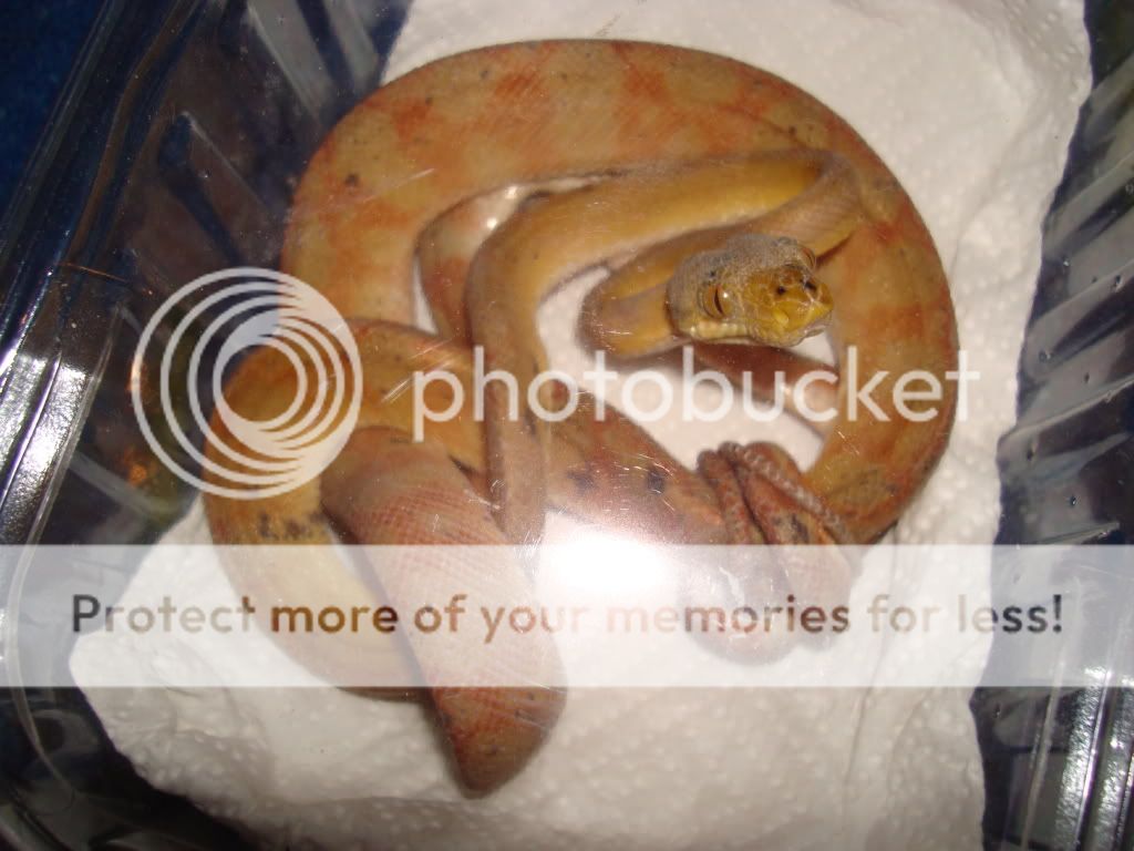 my new cooks tree boa or amazon tree boa? (pics) | Reptile Forums