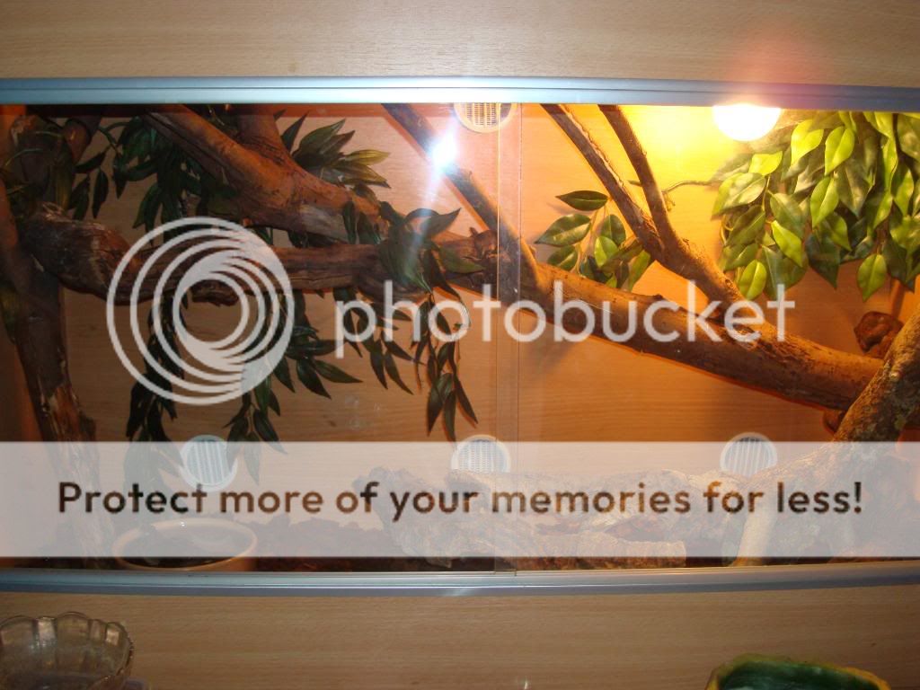 el salvador dwarf boa in a new 3ft viv | Reptile Forums